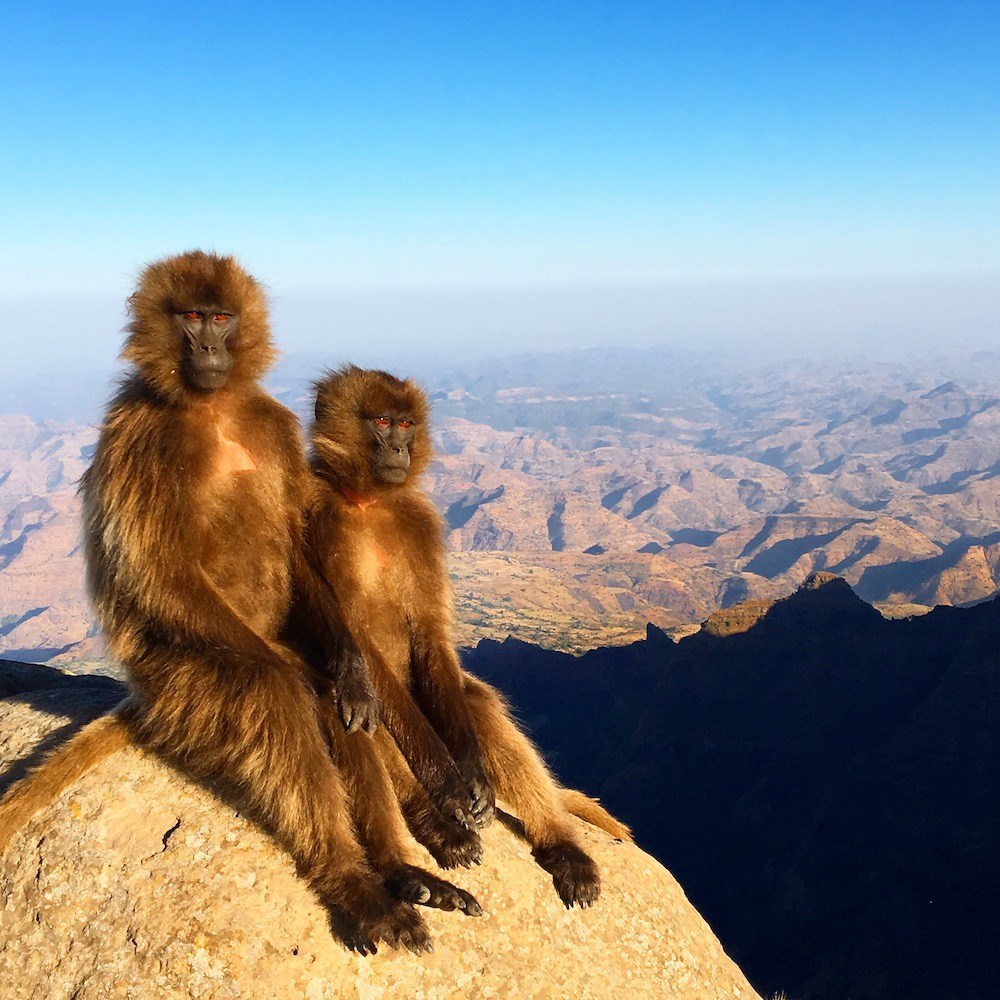Ethiopia's Simien Mountains National Park offer an abundance of flora ...
